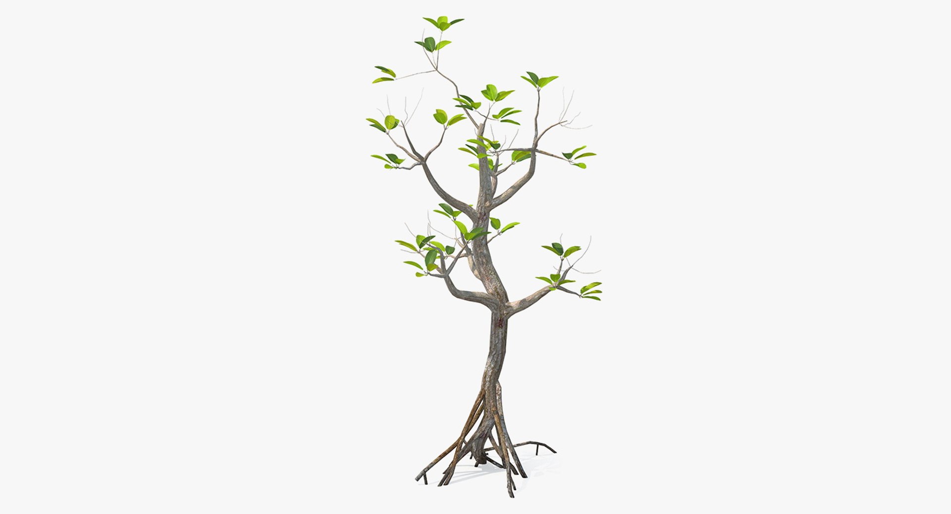 Mangrove small tree 3D - TurboSquid 1400775