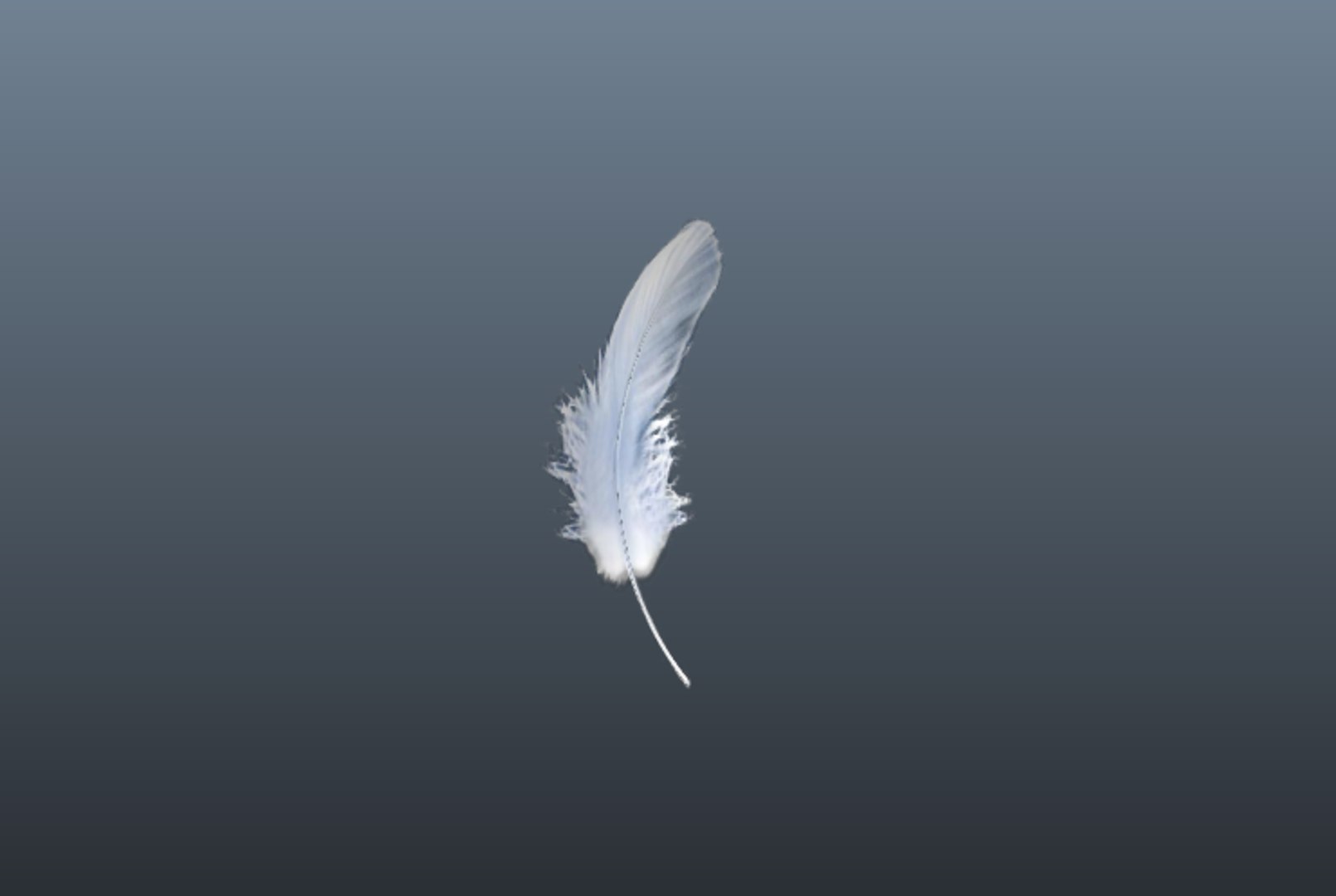 Feather Animation Wing Fly Float Plume Pinna Indumentum Film Movie 3D ...