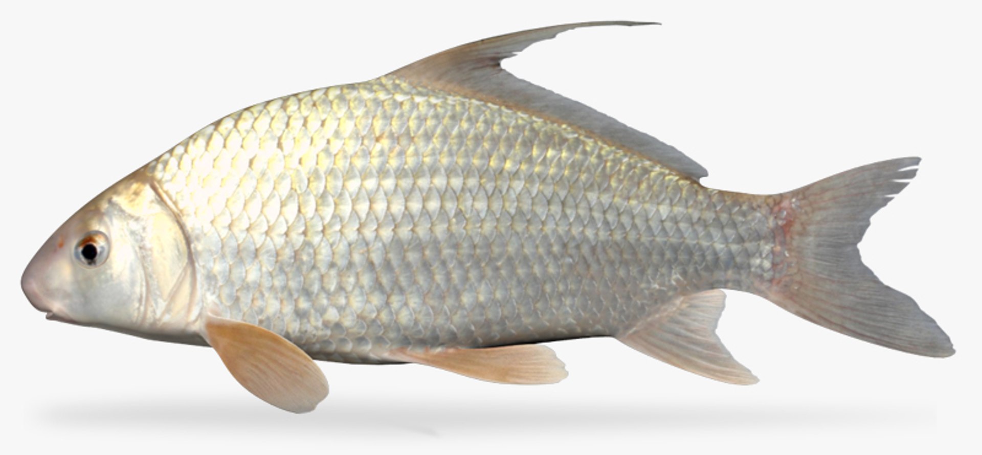 3d Carpiodes Cyprinus Quillback