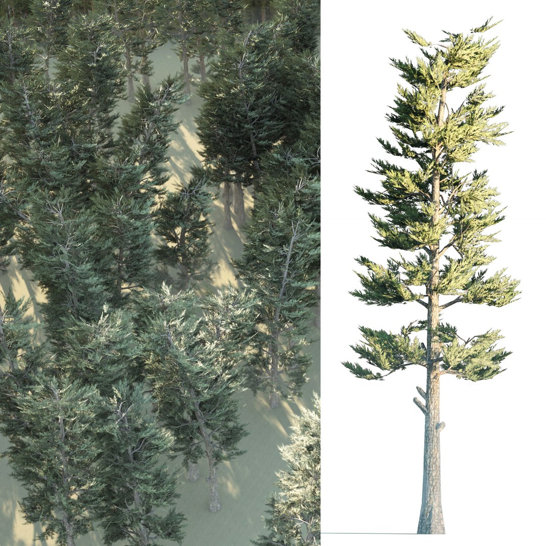 3D Conifer Forest 3d Scene Model - TurboSquid 1925873
