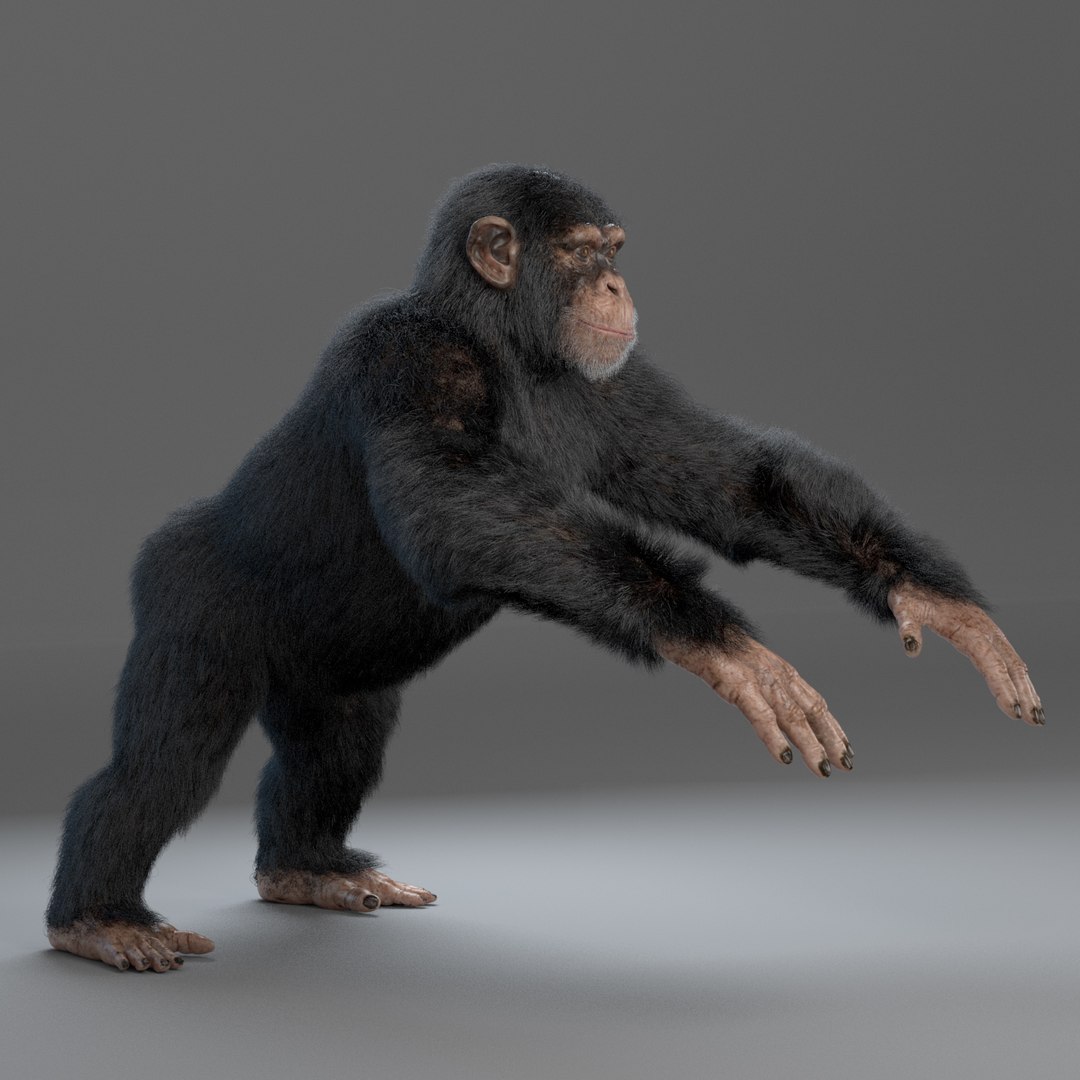 Chimp Chimpanzee 3D - TurboSquid 1215032