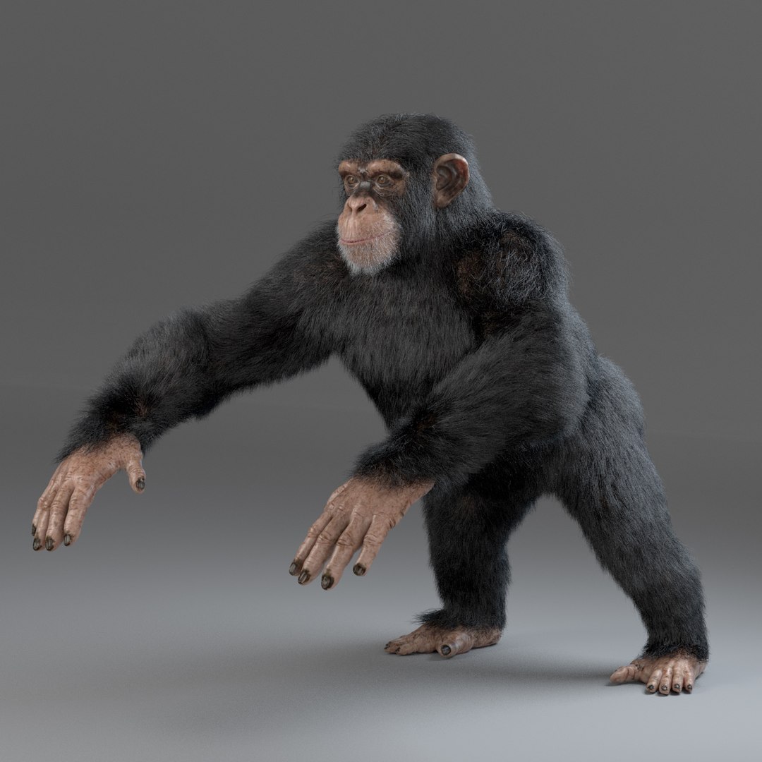Chimp Chimpanzee 3D - TurboSquid 1215032