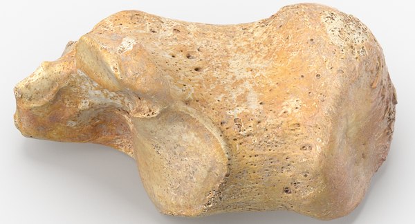 3D Human Tarsal Bones Collection White and Yellow - 14 models ...