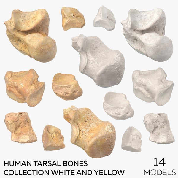 3D Tarsal Models | TurboSquid