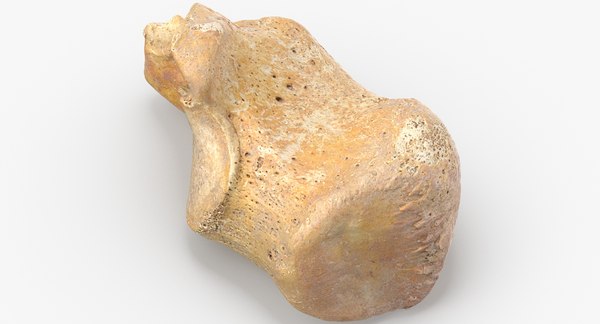 3D Human Tarsal Bones Collection White and Yellow - 14 models ...
