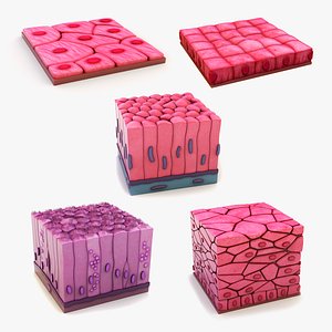 3D Cell Models - Browse & Download Formats - TurboSquid
