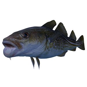 3D Cod Models - Browse & Download Formats - TurboSquid