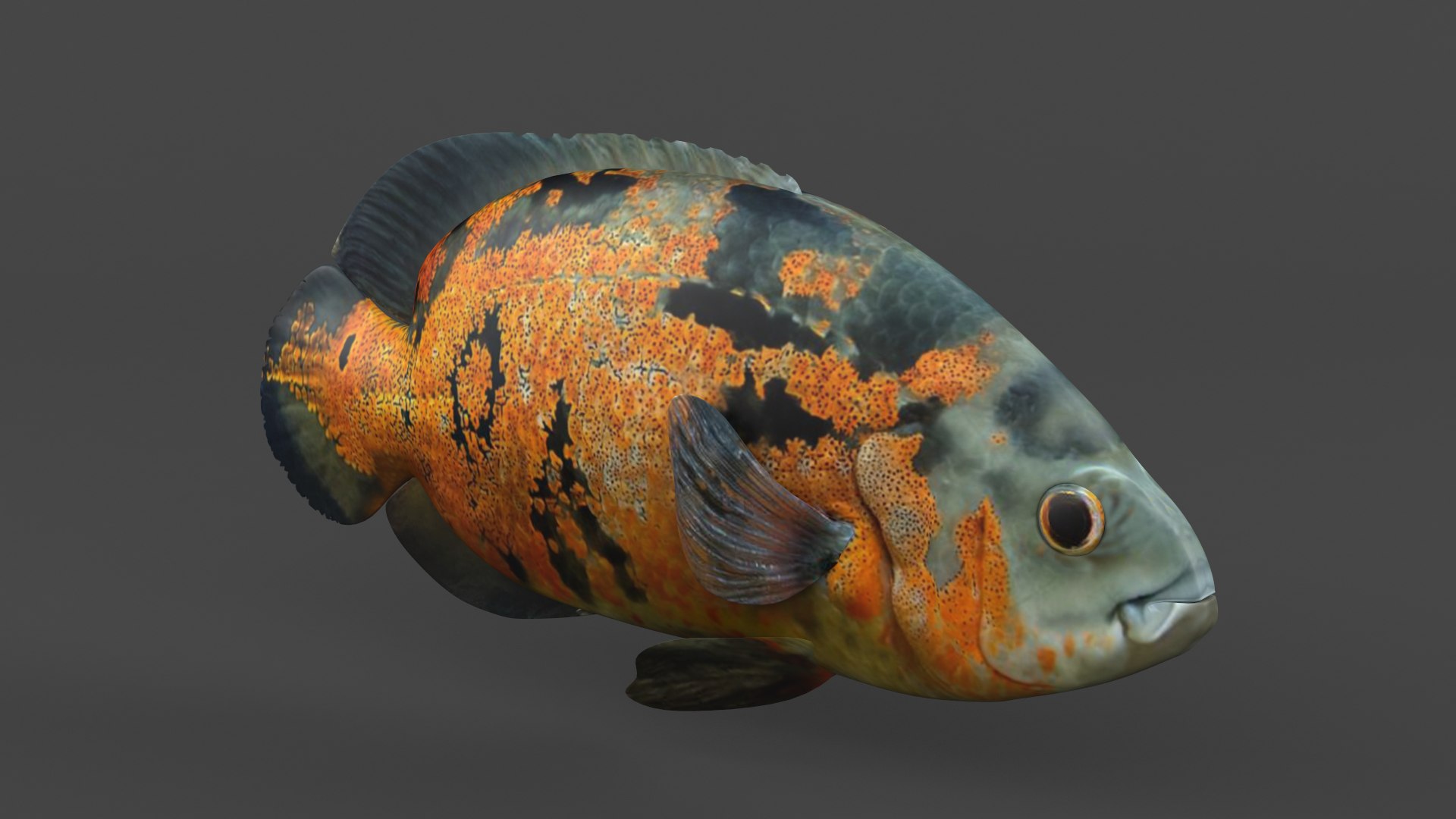 3D Oscar Fish Model - TurboSquid 2113500