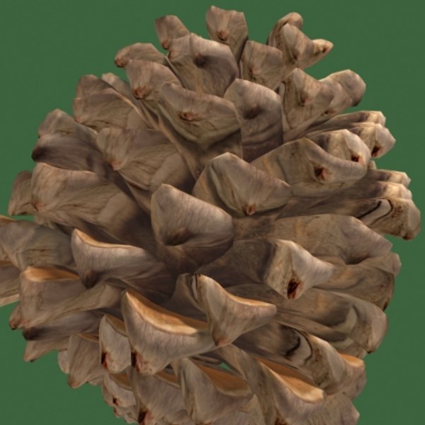 3d pine cone