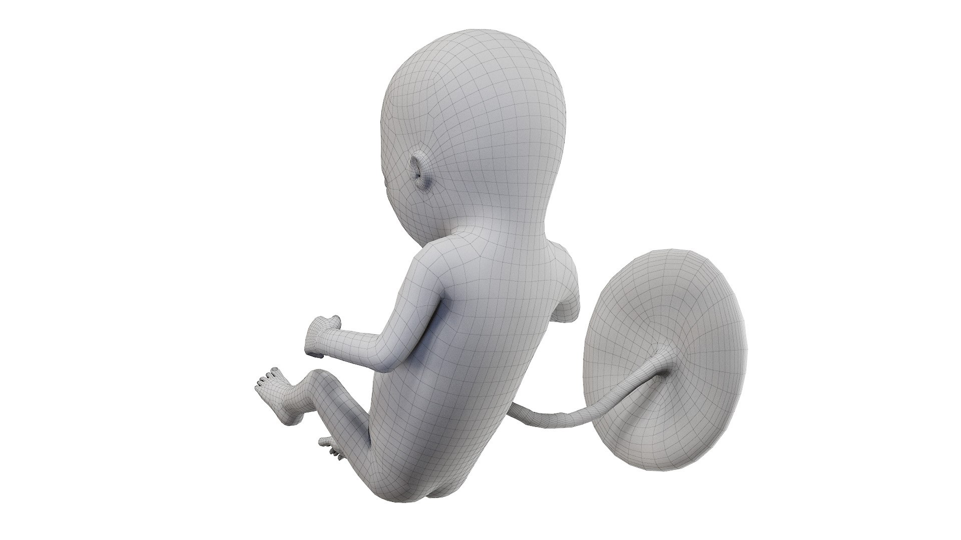 Fetus Week 14 Animated 3D Model - TurboSquid 1861951