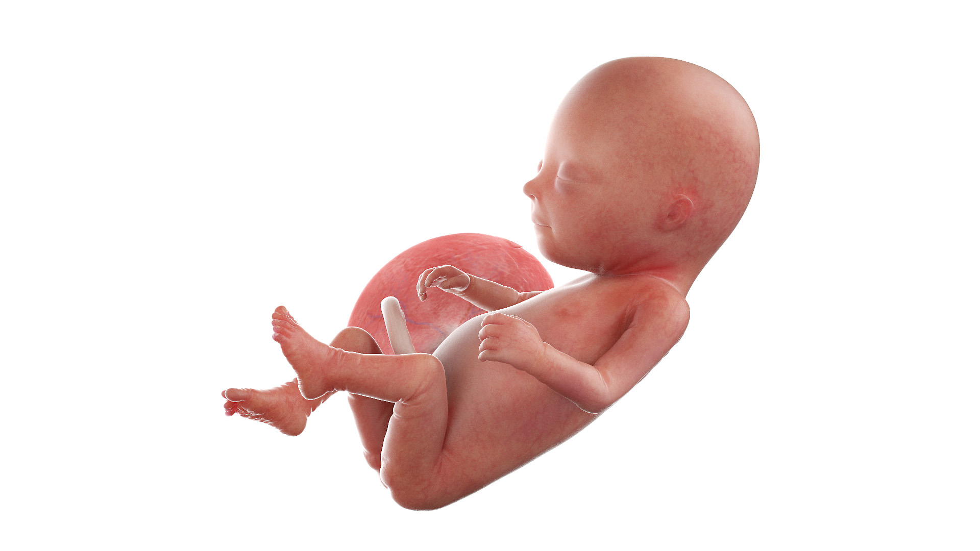 Fetus Week 14 Animated 3D Model - TurboSquid 1861951