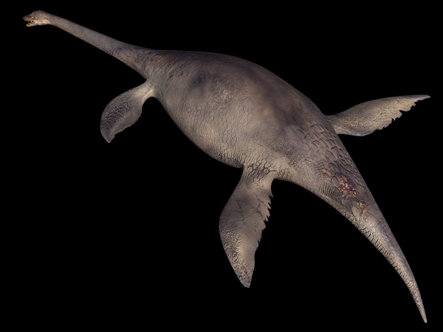 Plesiosaur Plesiosaurus L Max