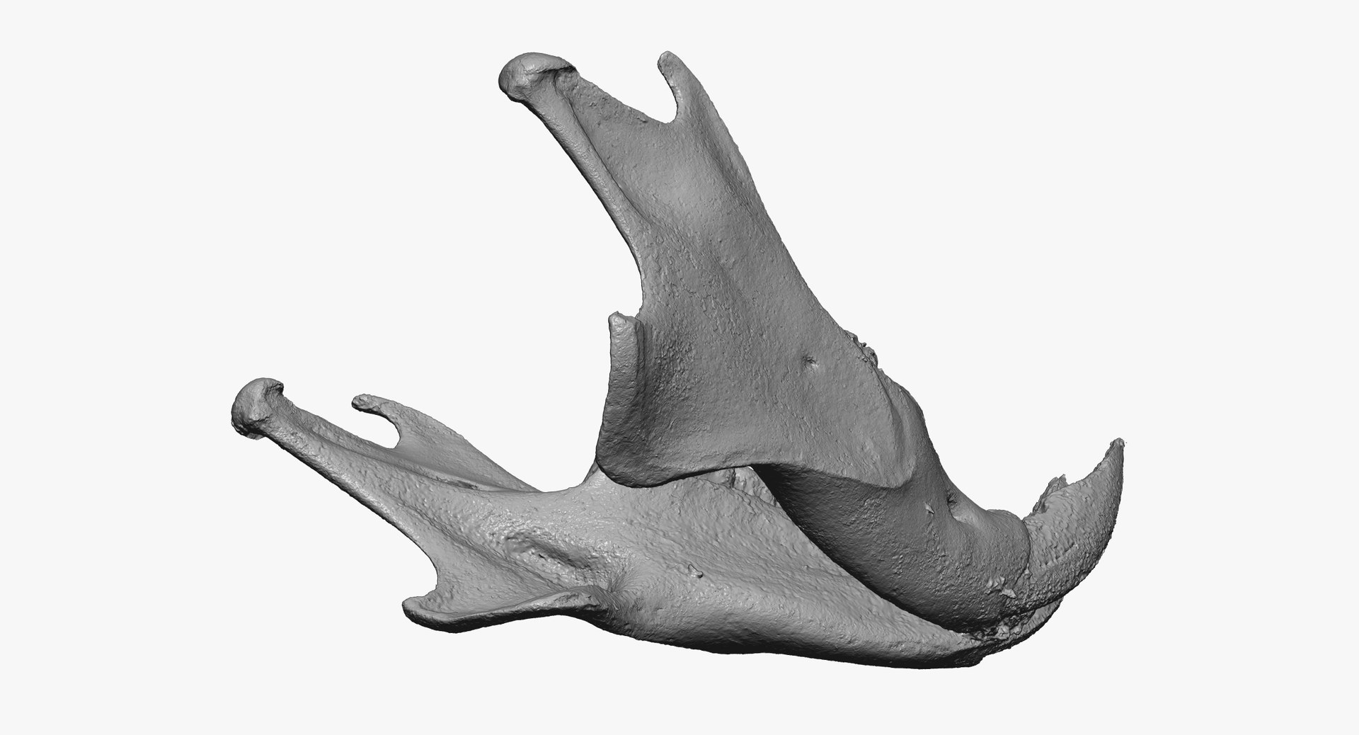 3D Eurasian Red Squirrel Sciurus - TurboSquid 1576800