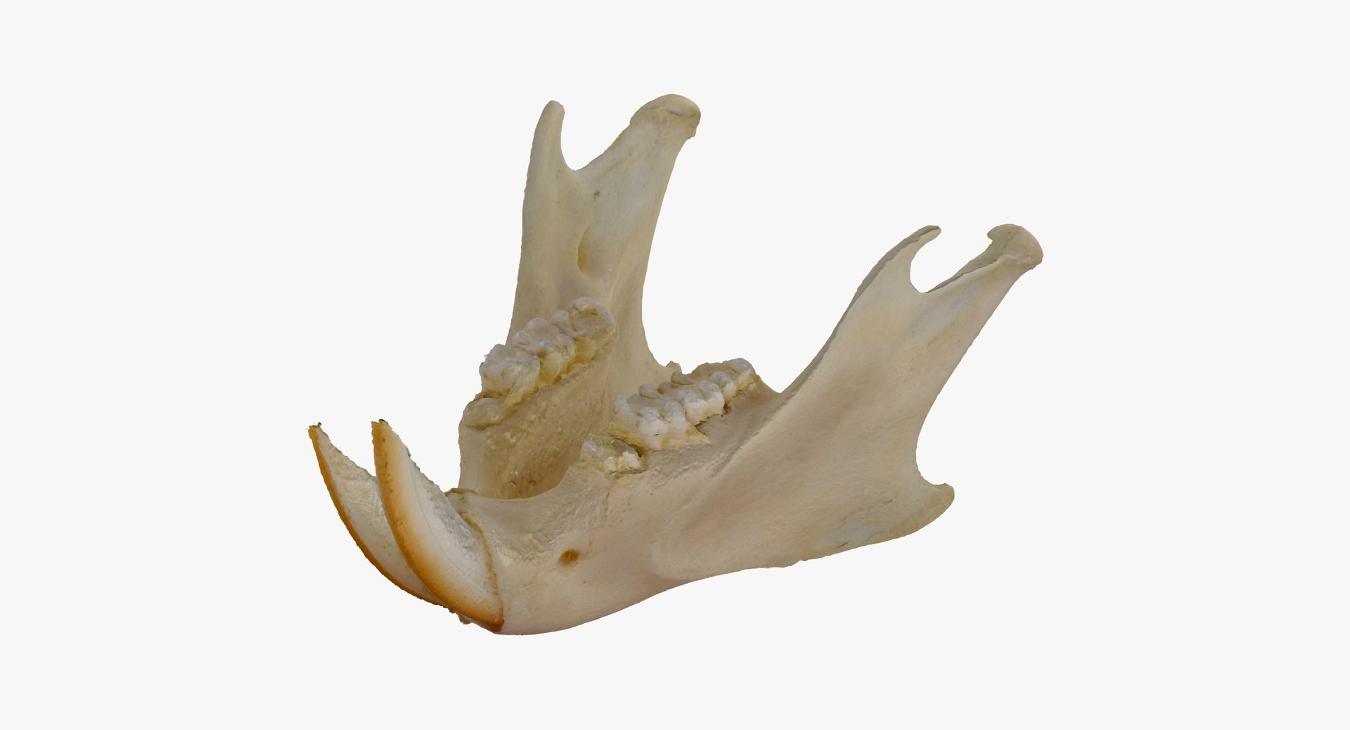 3D Eurasian Red Squirrel Sciurus - TurboSquid 1576800