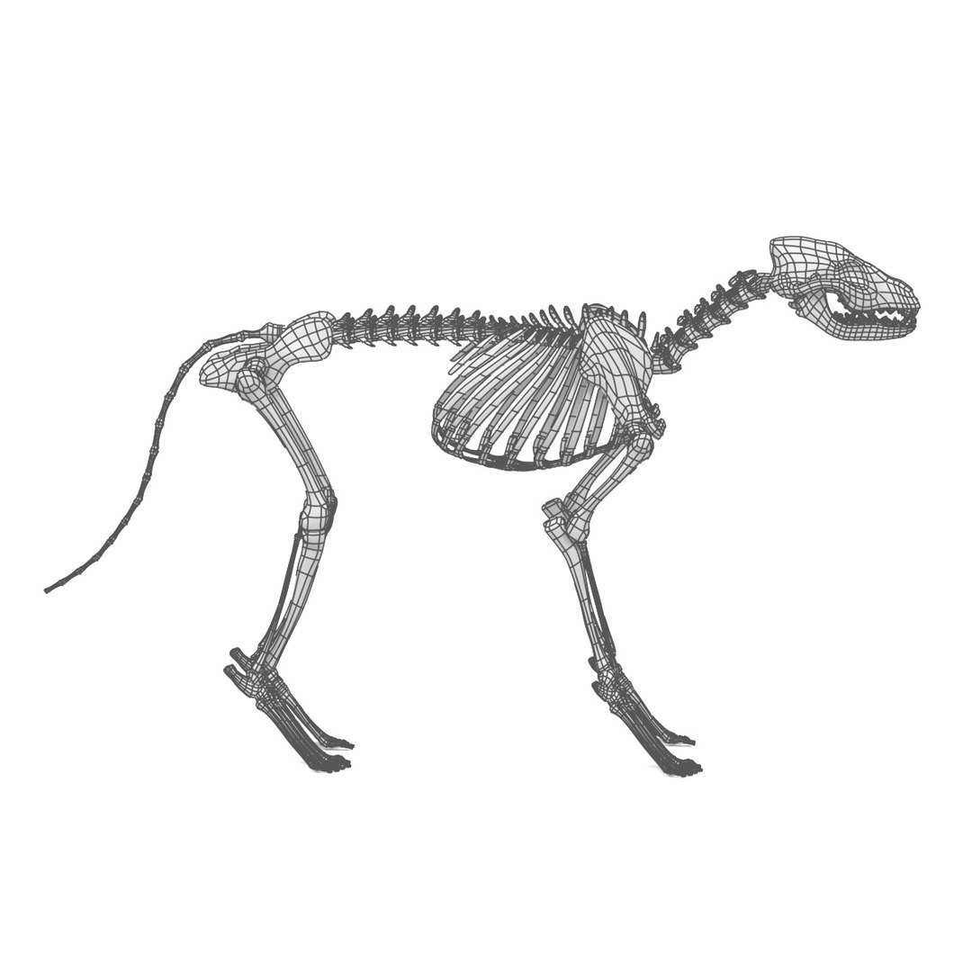 Obj Dog Skeleton