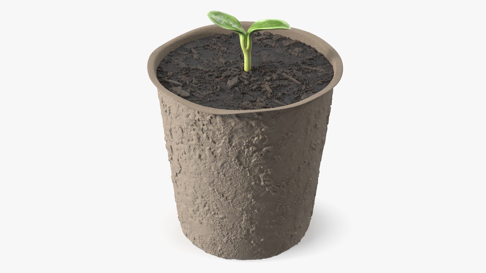 3D Seedling In Round Peat Pot With Soil Model - TurboSquid 2411000