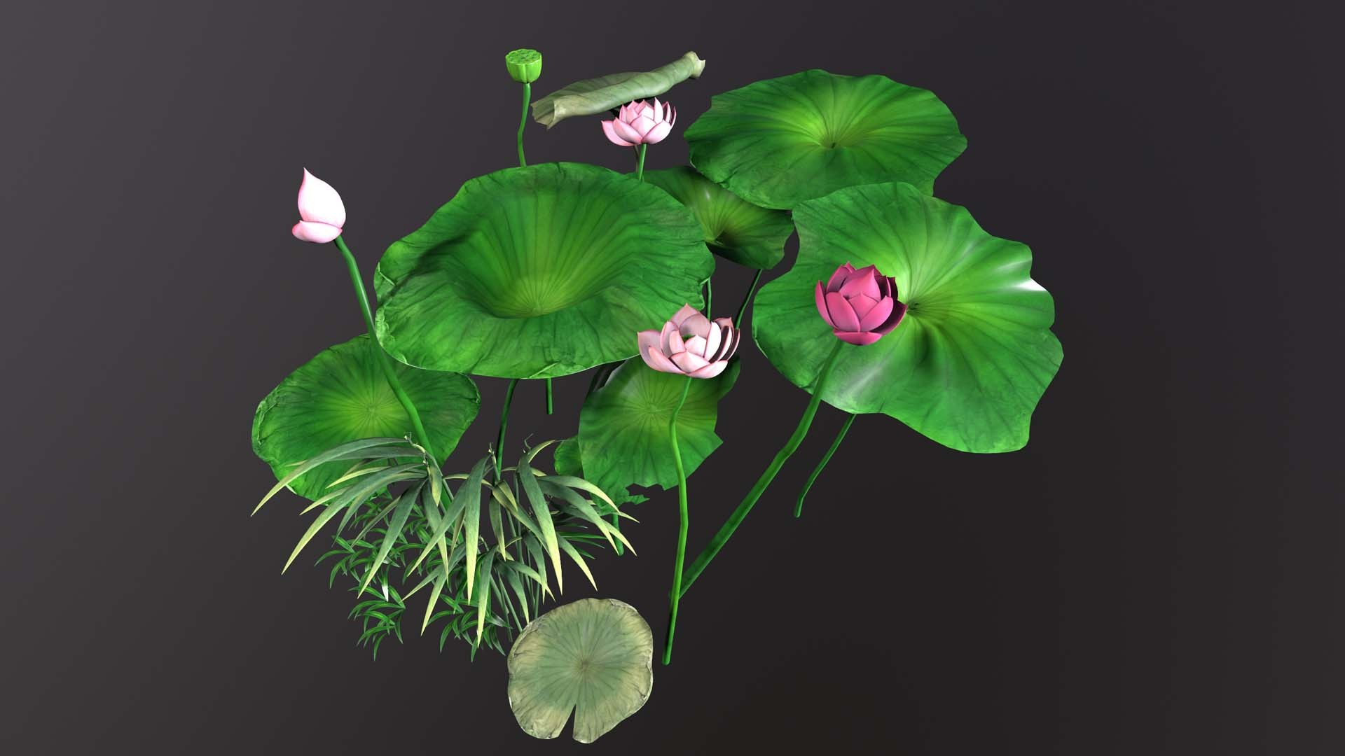 3D Lotus Model - TurboSquid 2218772