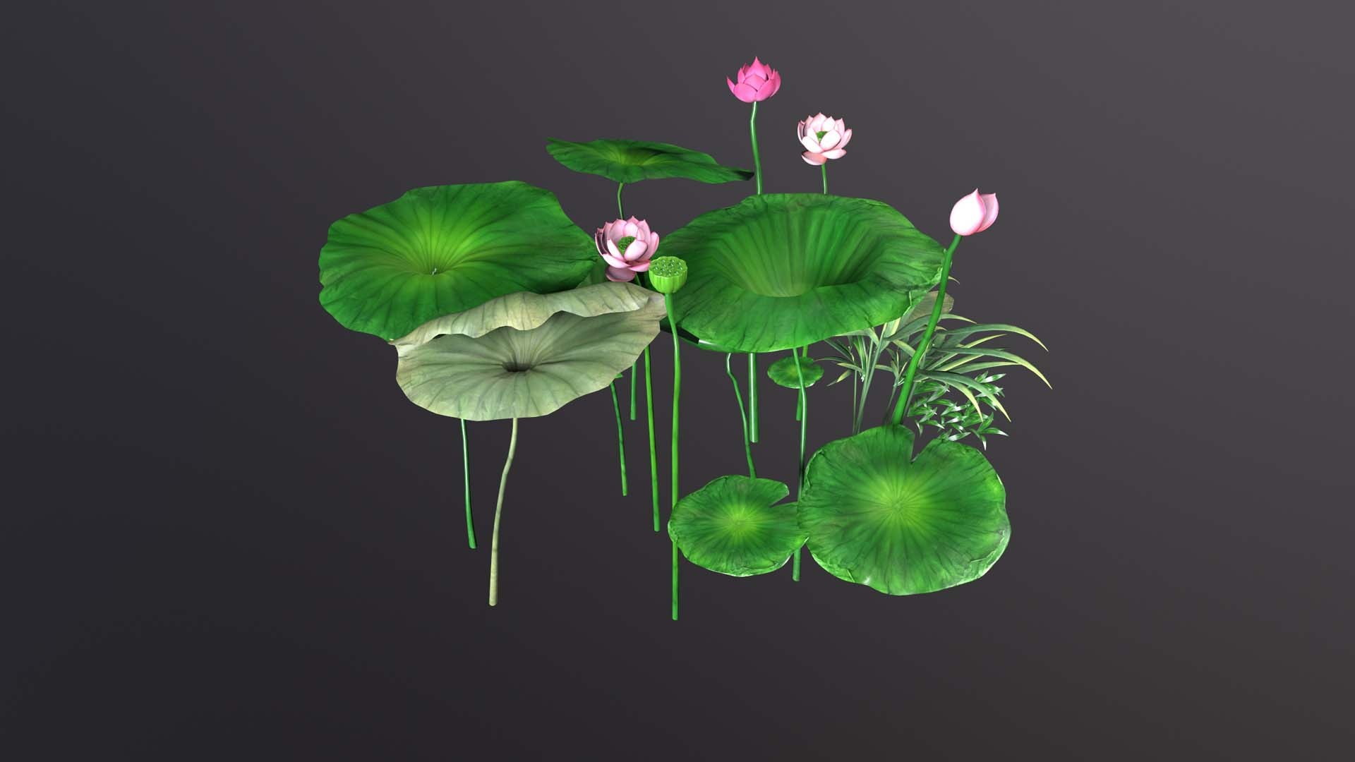 3D Lotus Model - TurboSquid 2218772