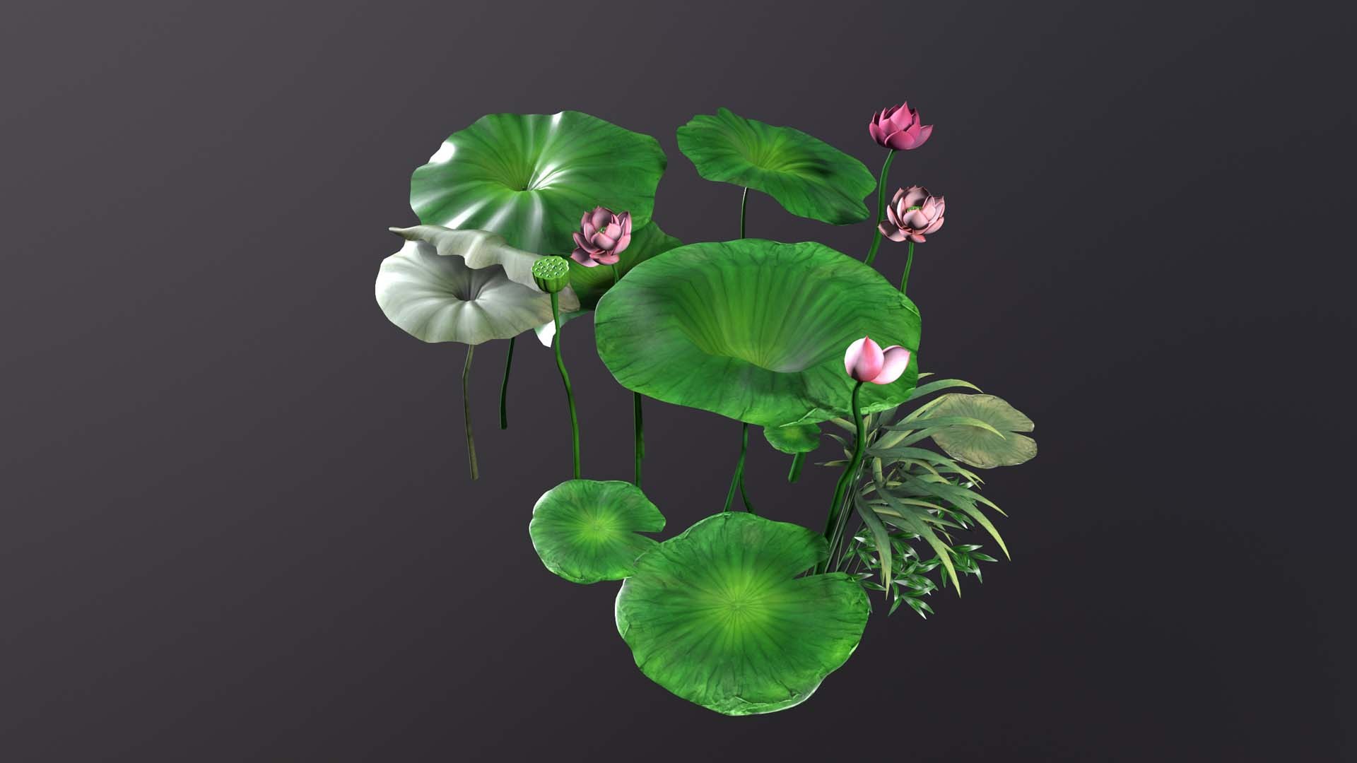 3d Lotus Model Turbosquid 2218772