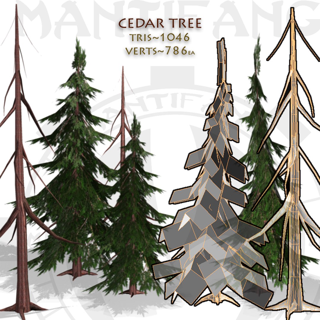 Cedar Tree 3d Model