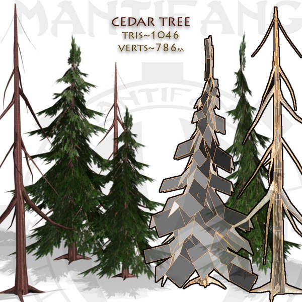 Western Red Cedar 3D Models for Download | TurboSquid