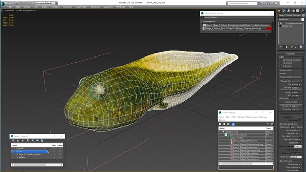 Tadpole 3D model - TurboSquid 1719486