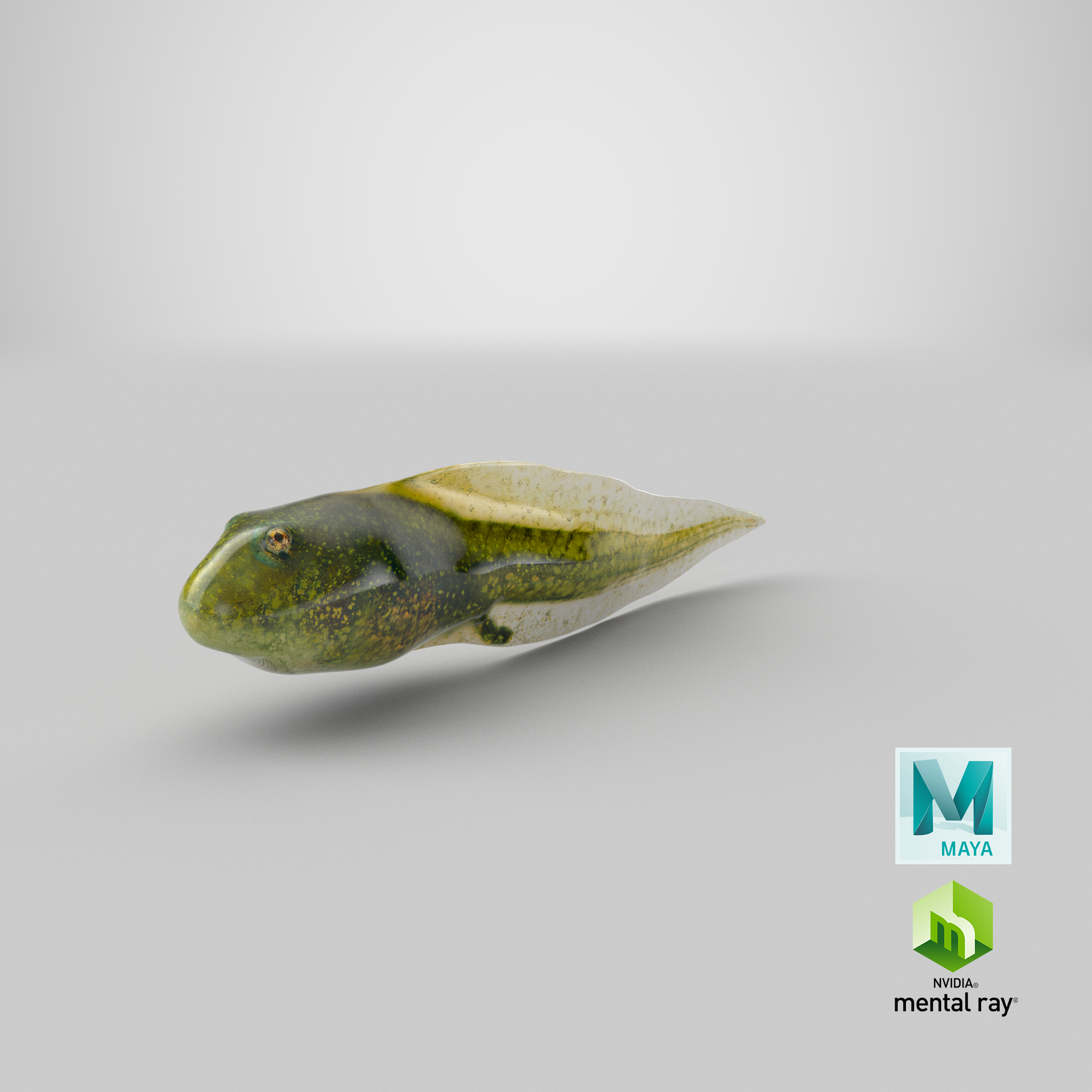 Tadpole 3D model - TurboSquid 1719486