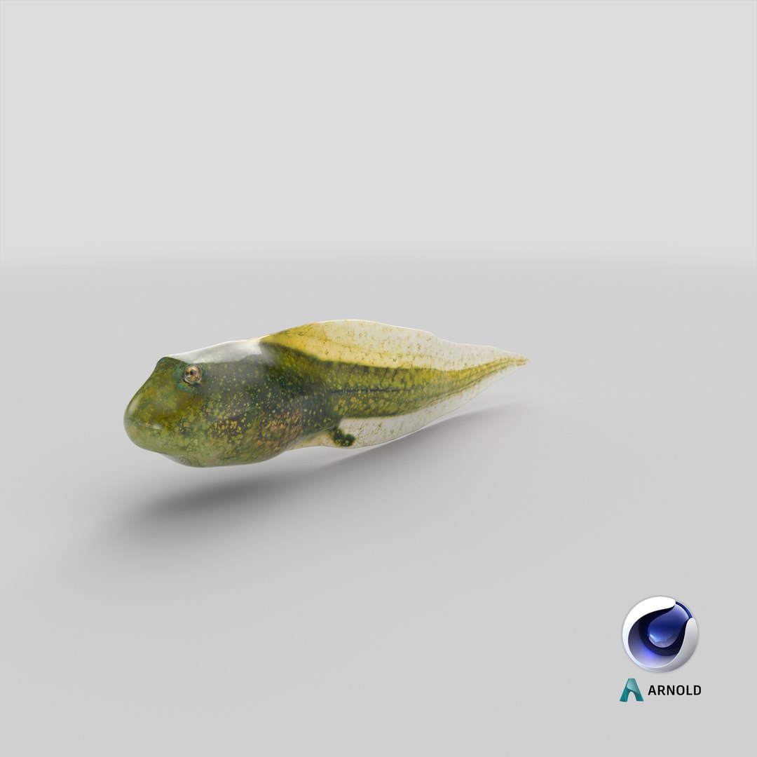 Tadpole 3D Model - TurboSquid 1719486
