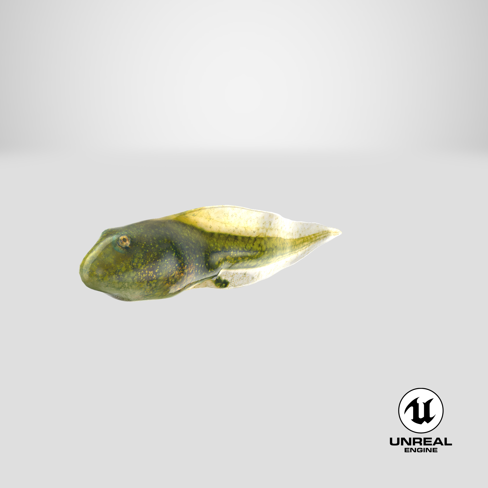 Tadpole 3D model - TurboSquid 1719486