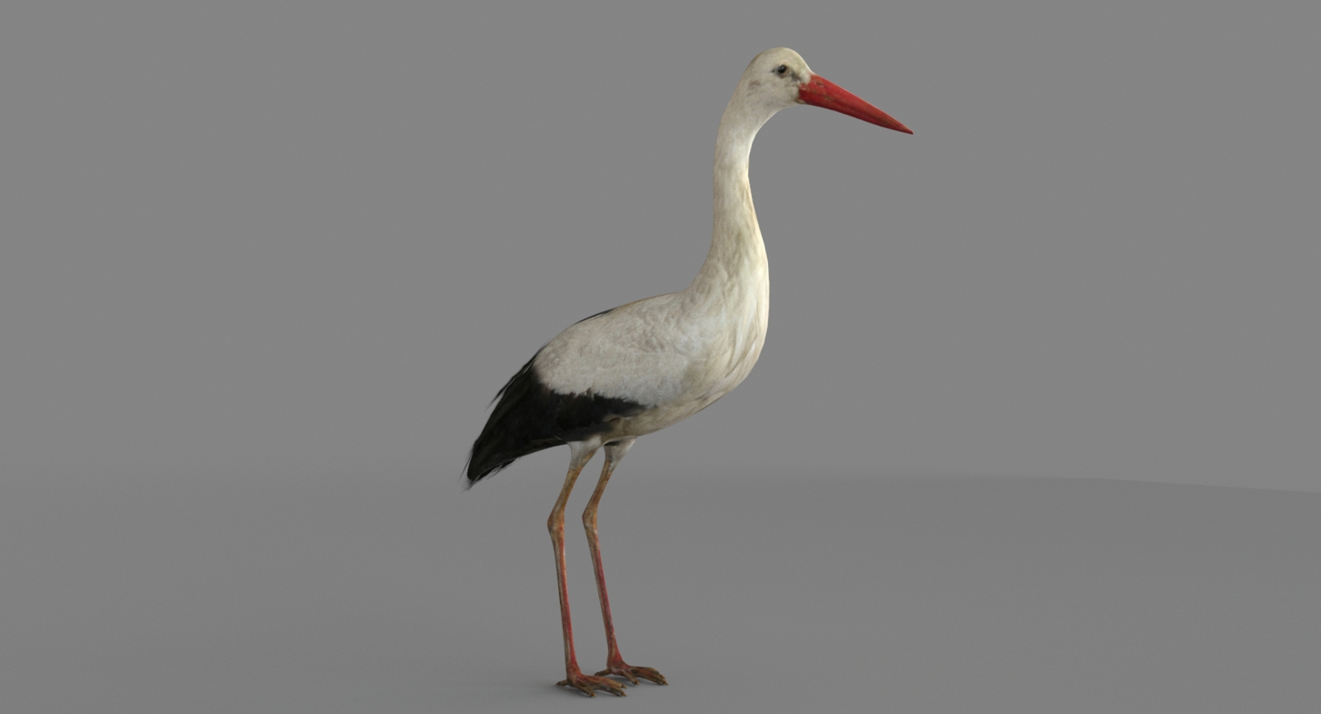 Stork Bird Animal 3D Model - TurboSquid 1282150
