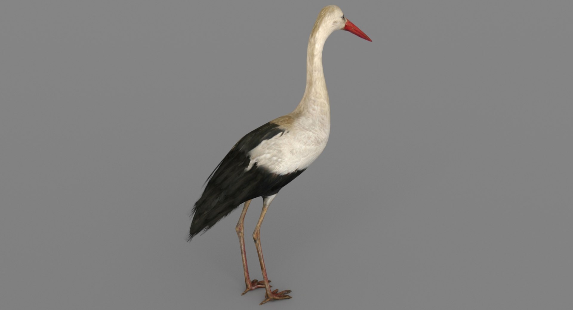 Stork Bird Animal 3D Model - TurboSquid 1282150