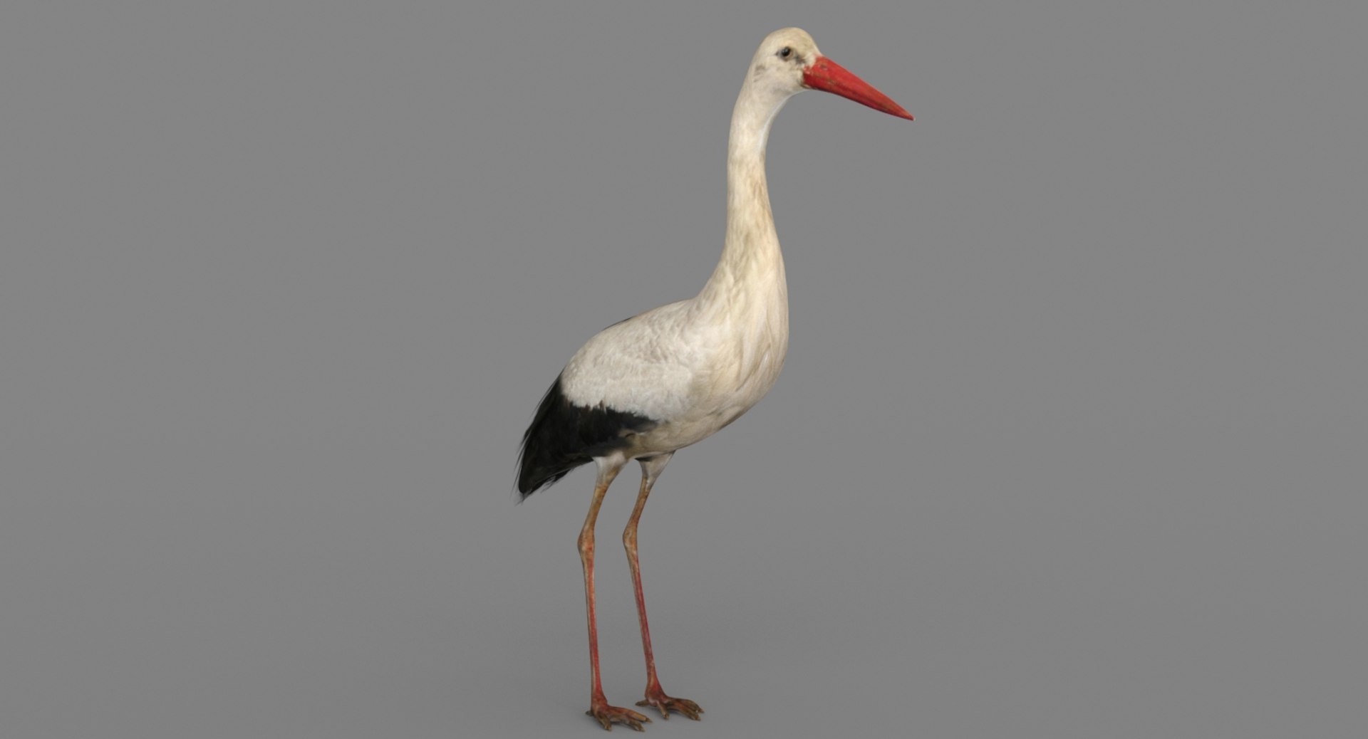 Stork Bird Animal 3D Model - TurboSquid 1282150