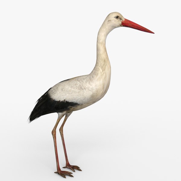 Storch 3D-Modell - TurboSquid 1282150