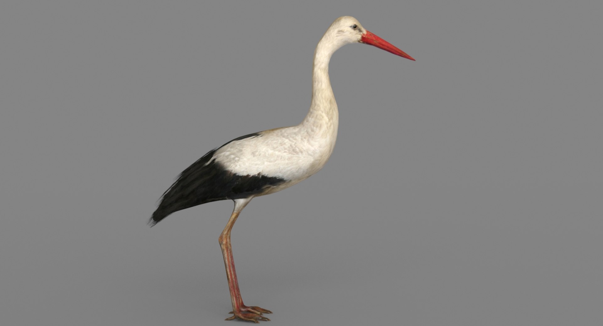 Stork Bird Animal 3D Model - TurboSquid 1282150