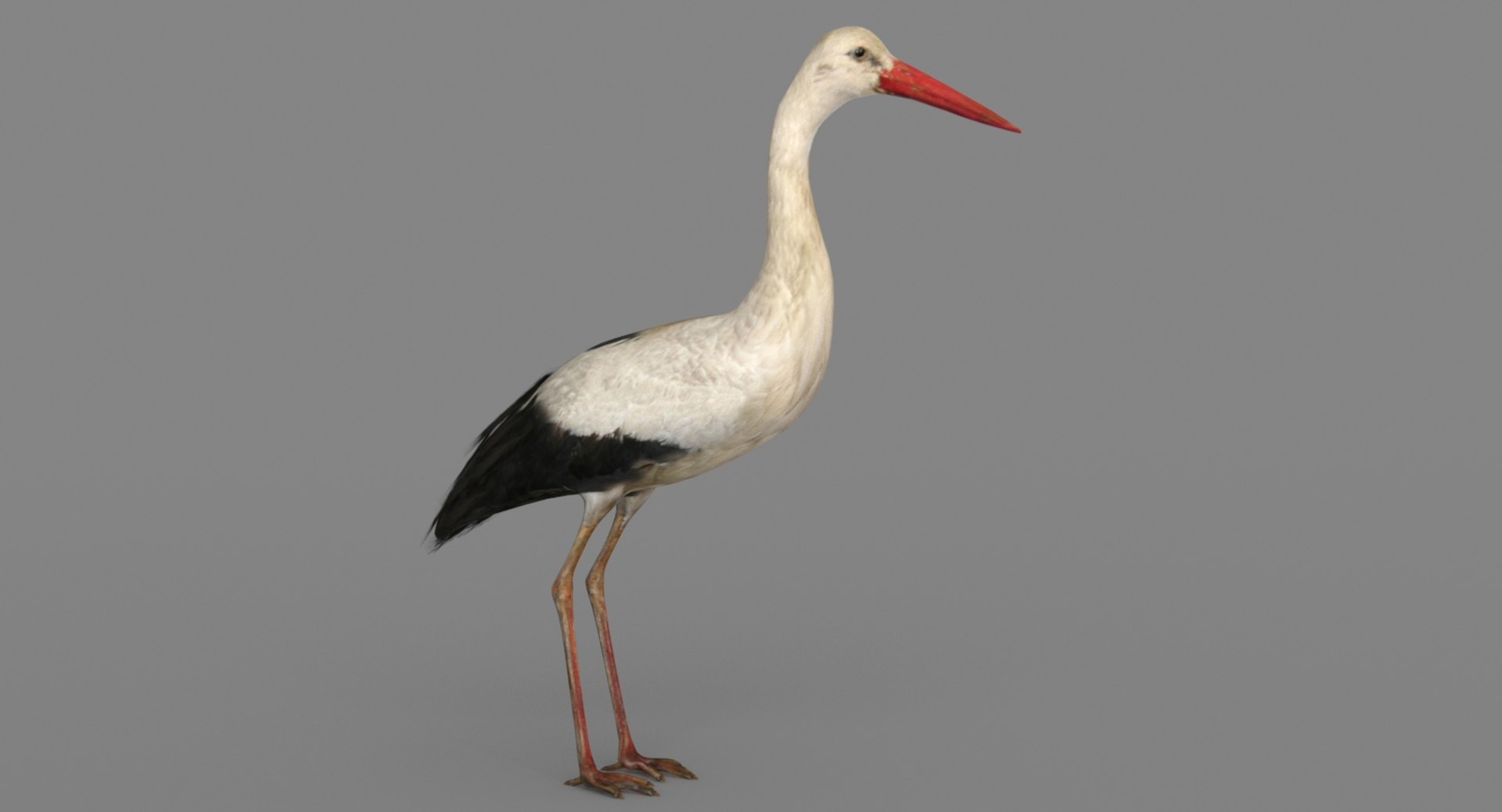 Stork Bird Animal 3D Model - TurboSquid 1282150
