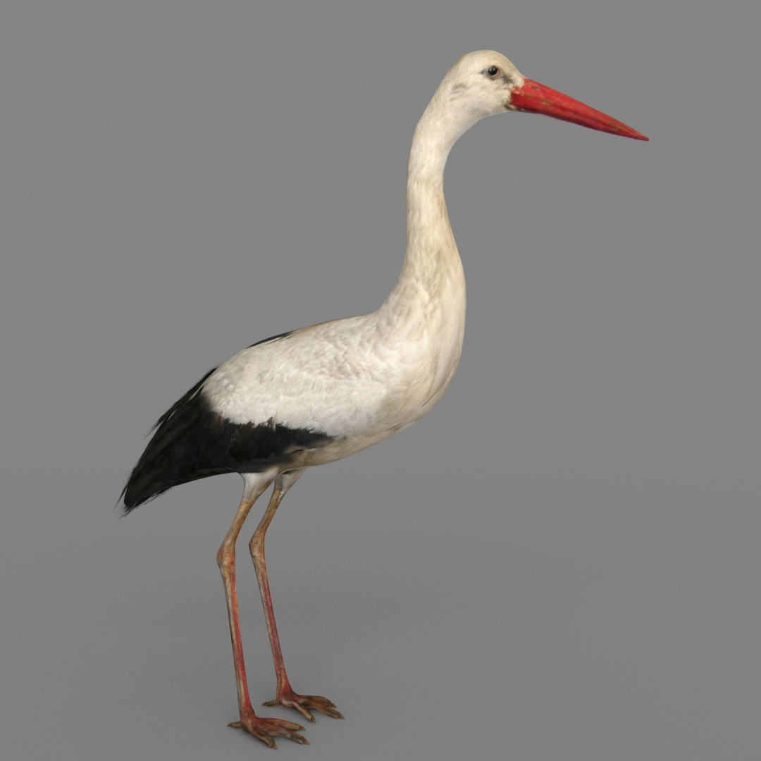 Stork Bird Animal 3D Model - TurboSquid 1282150