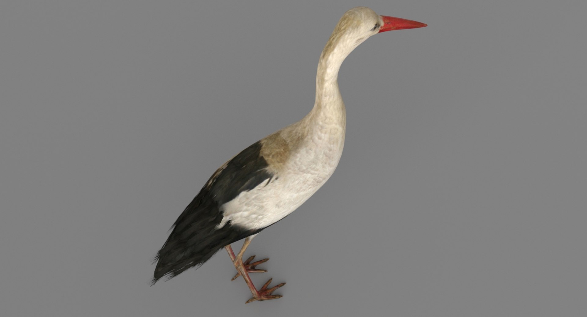 Stork Bird Animal 3D Model - TurboSquid 1282150