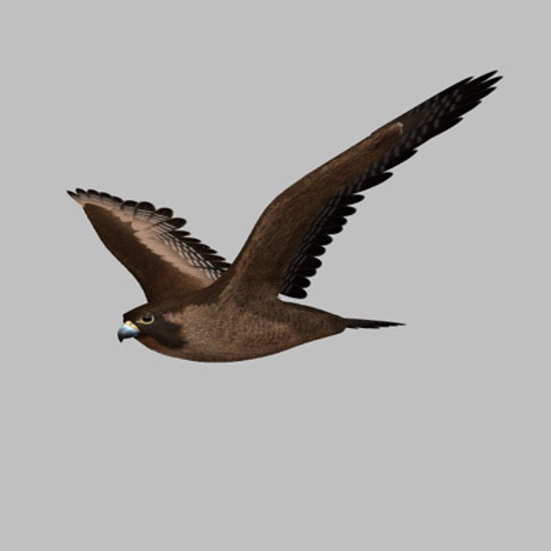 Falcon Wing 3d Model