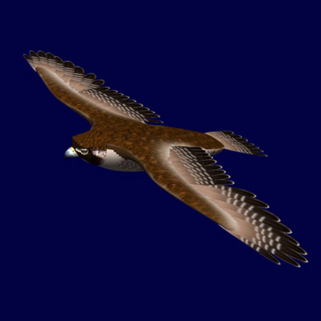 Falcon Wing 3d Model