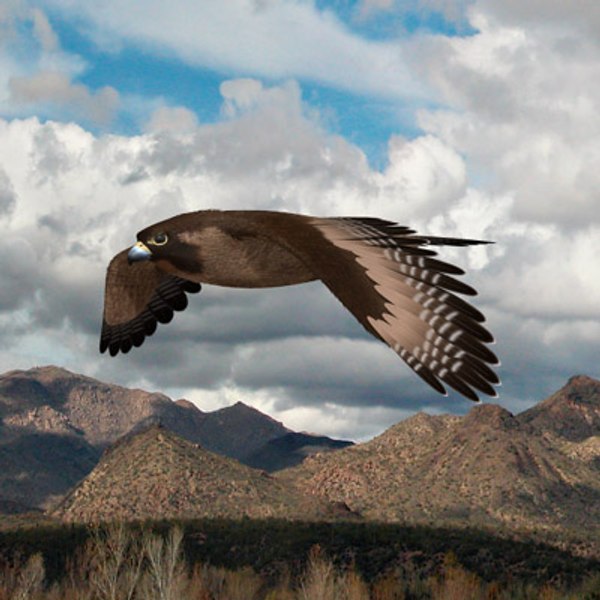3D Falcon Models | TurboSquid