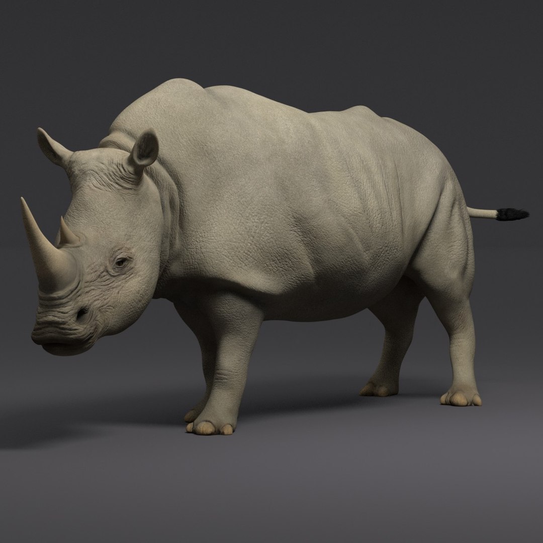 3d Rhinoceros Animations Model