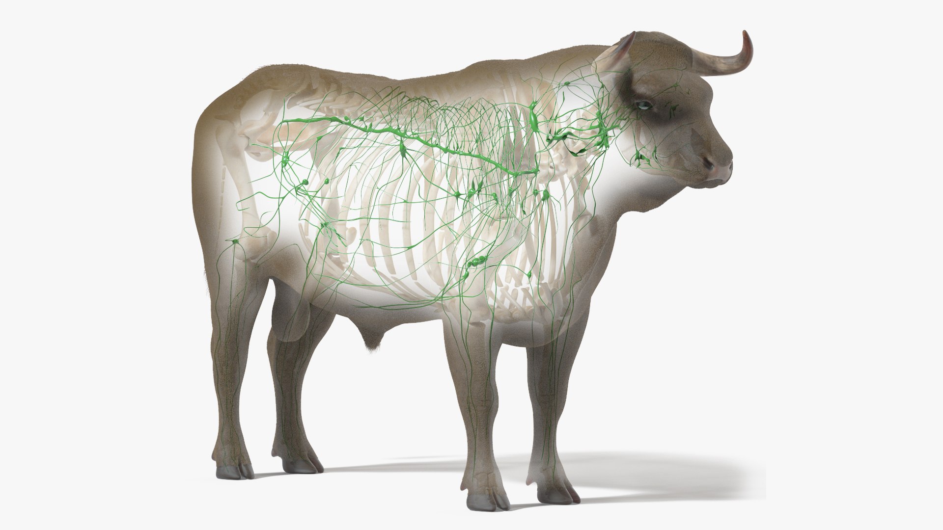 Bull Body, Skeleton and Lymphatic System Static model - TurboSquid 1724132