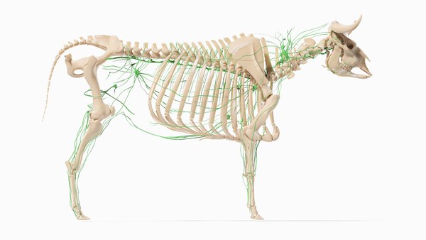 Bull Body, Skeleton and Lymphatic System Static model - TurboSquid 1724132