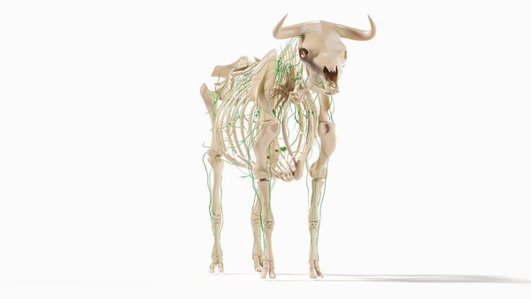 Bull Body, Skeleton and Lymphatic System Static model - TurboSquid 1724132