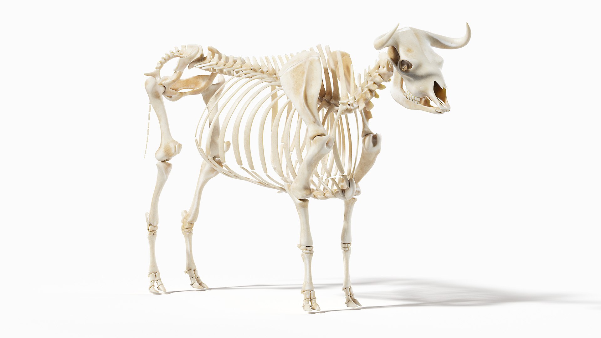 Bull Body, Skeleton And Lymphatic System Static Model - TurboSquid 1724132