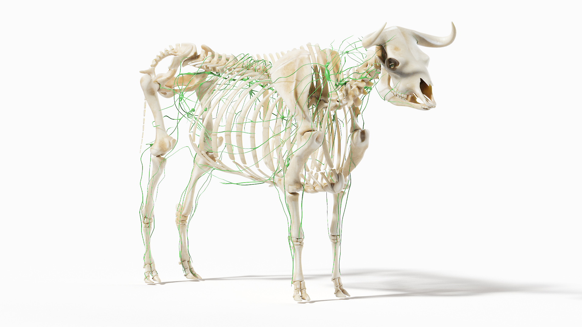 Bull Body, Skeleton And Lymphatic System Static Model - TurboSquid 1724132