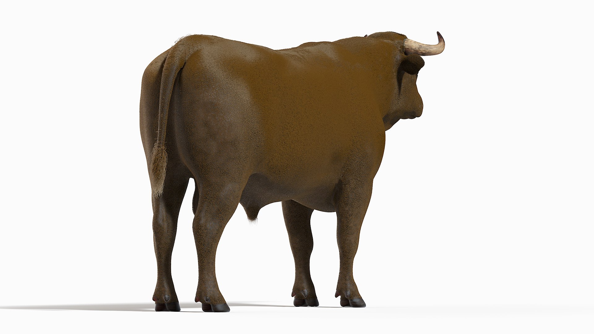 Bull Body, Skeleton And Lymphatic System Static Model - TurboSquid 1724132