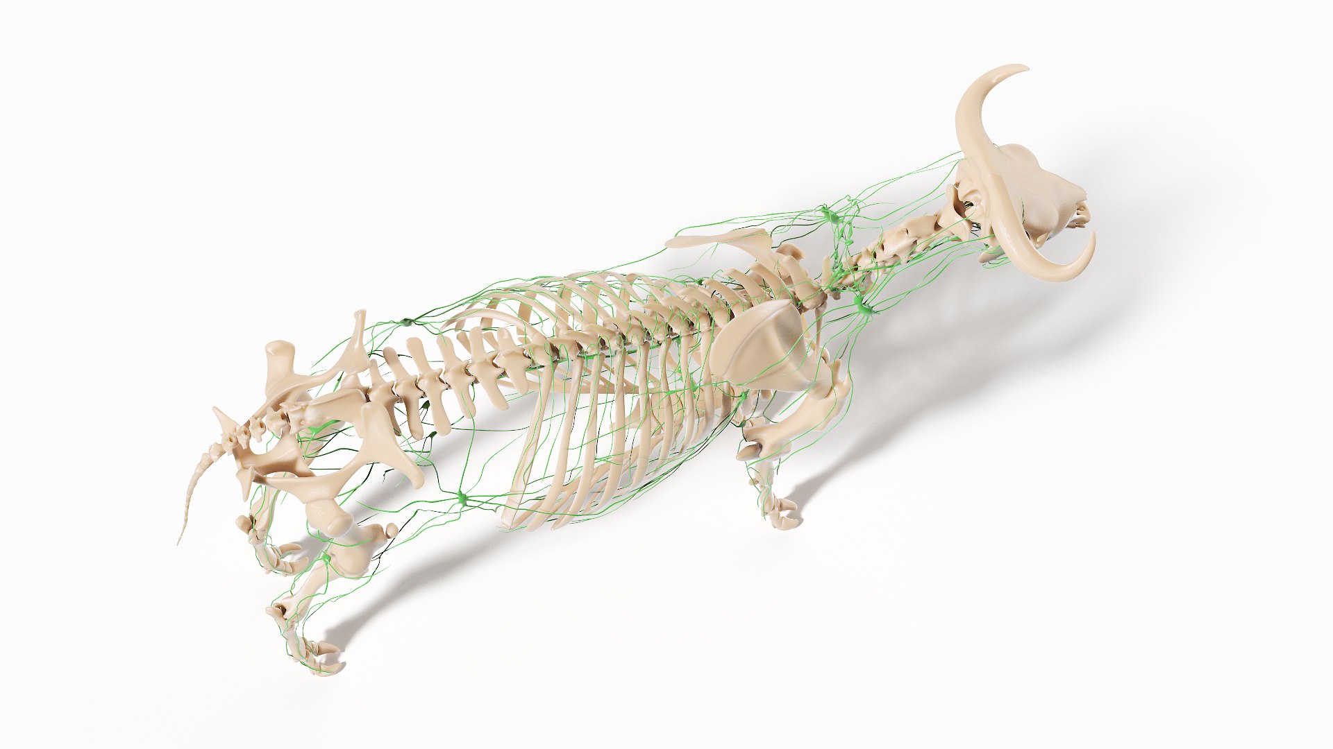 Bull Body, Skeleton and Lymphatic System Static model - TurboSquid 1724132