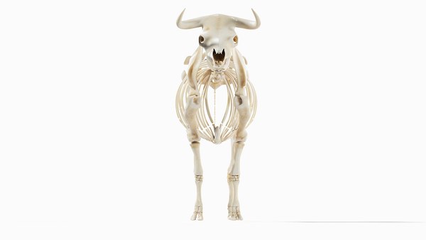 Bull Body, Skeleton and Lymphatic System Static model - TurboSquid 1724132