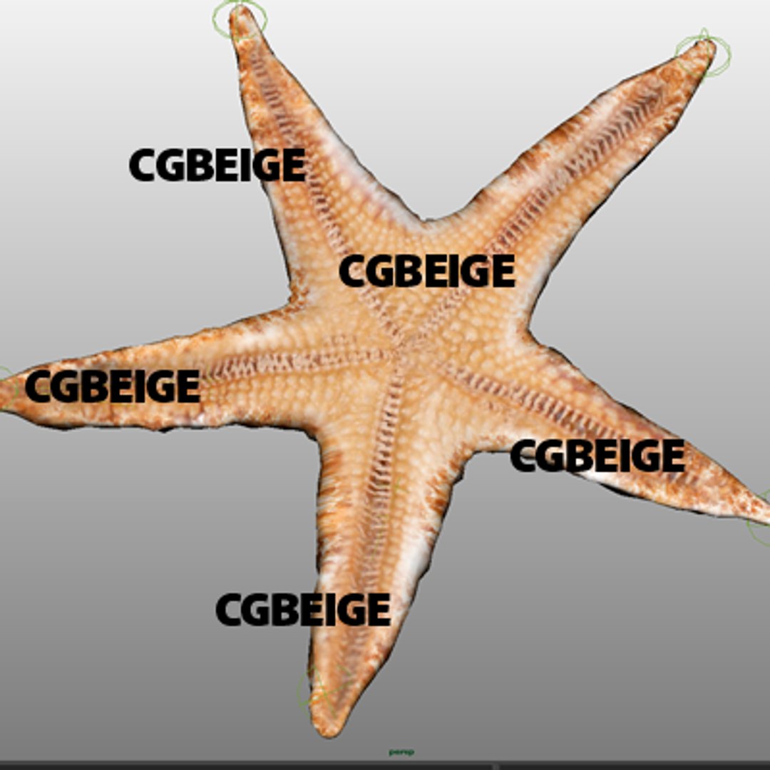 3d starfish star fish